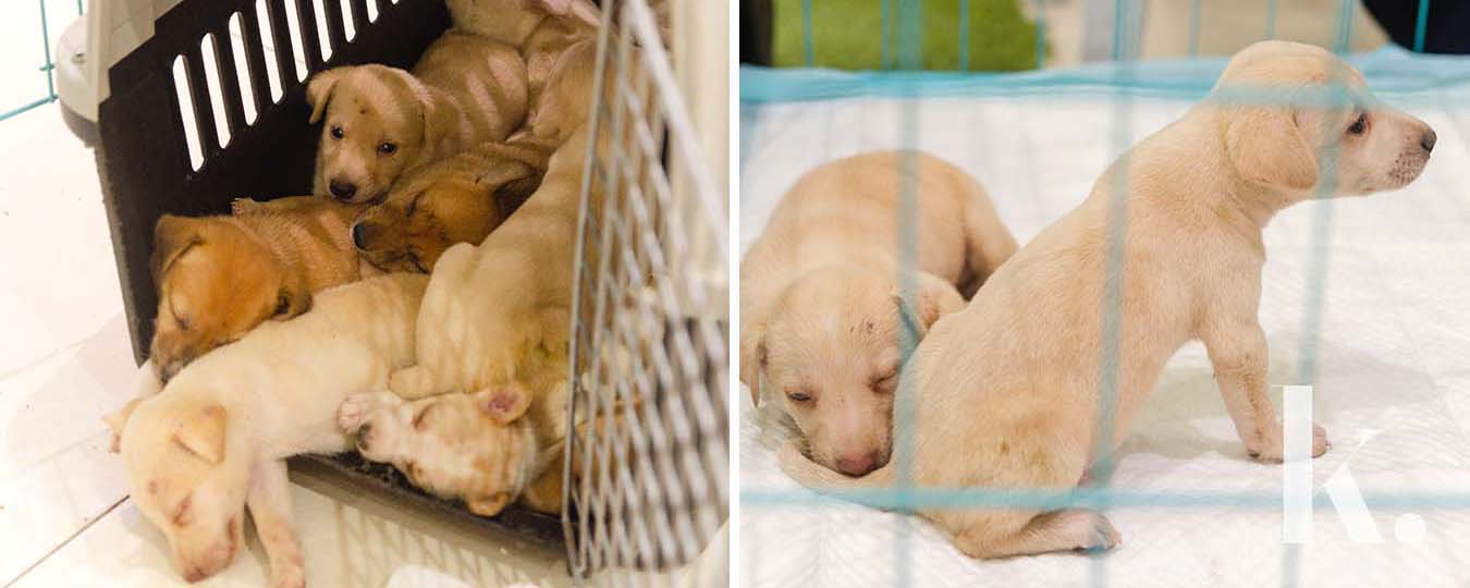 Island Rescue Organization Proves Every Dog Deserves A Furever Home | Keeta