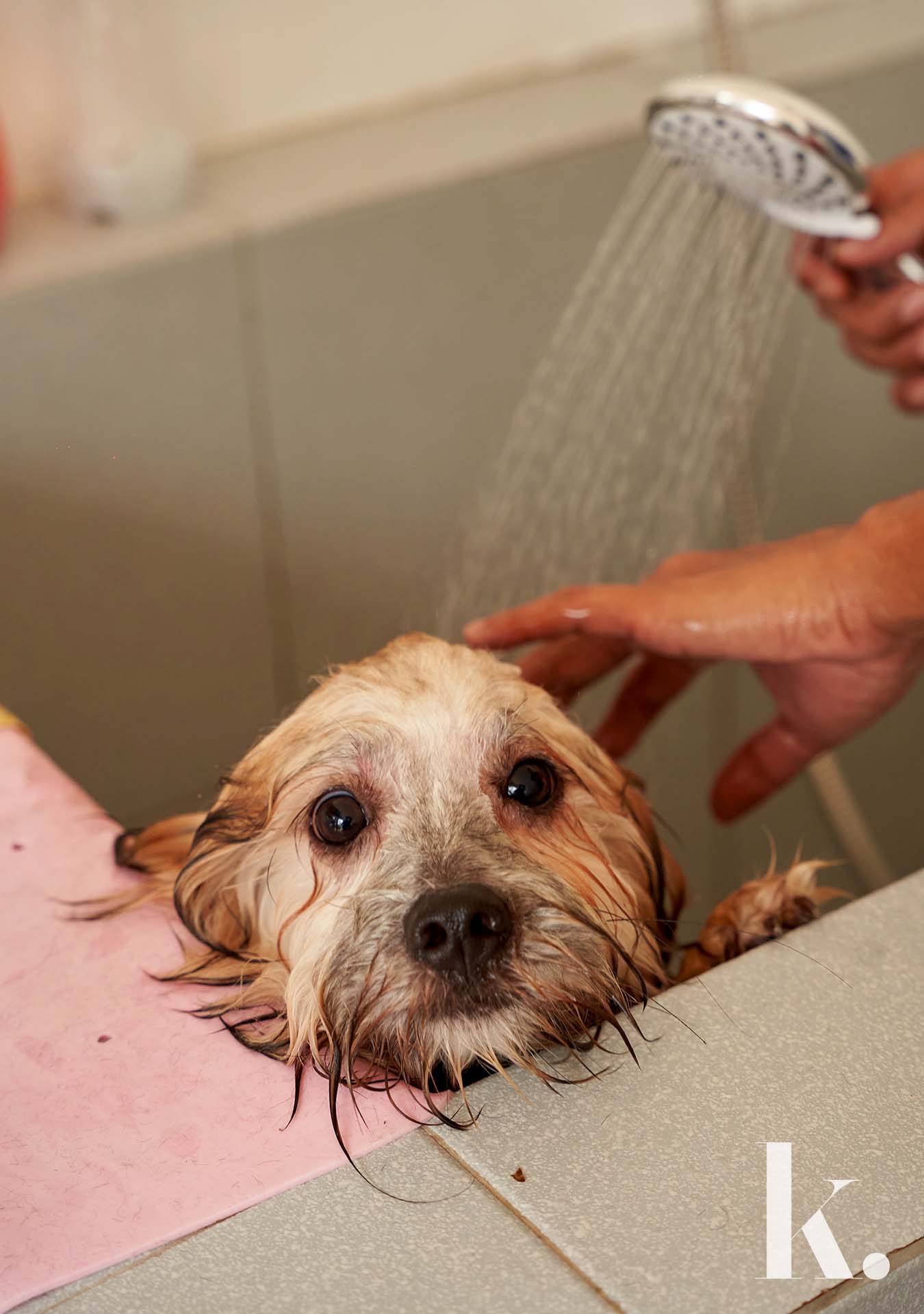 Heads Up, Fur-Parents: There’s A New Vet In Town! | Keeta