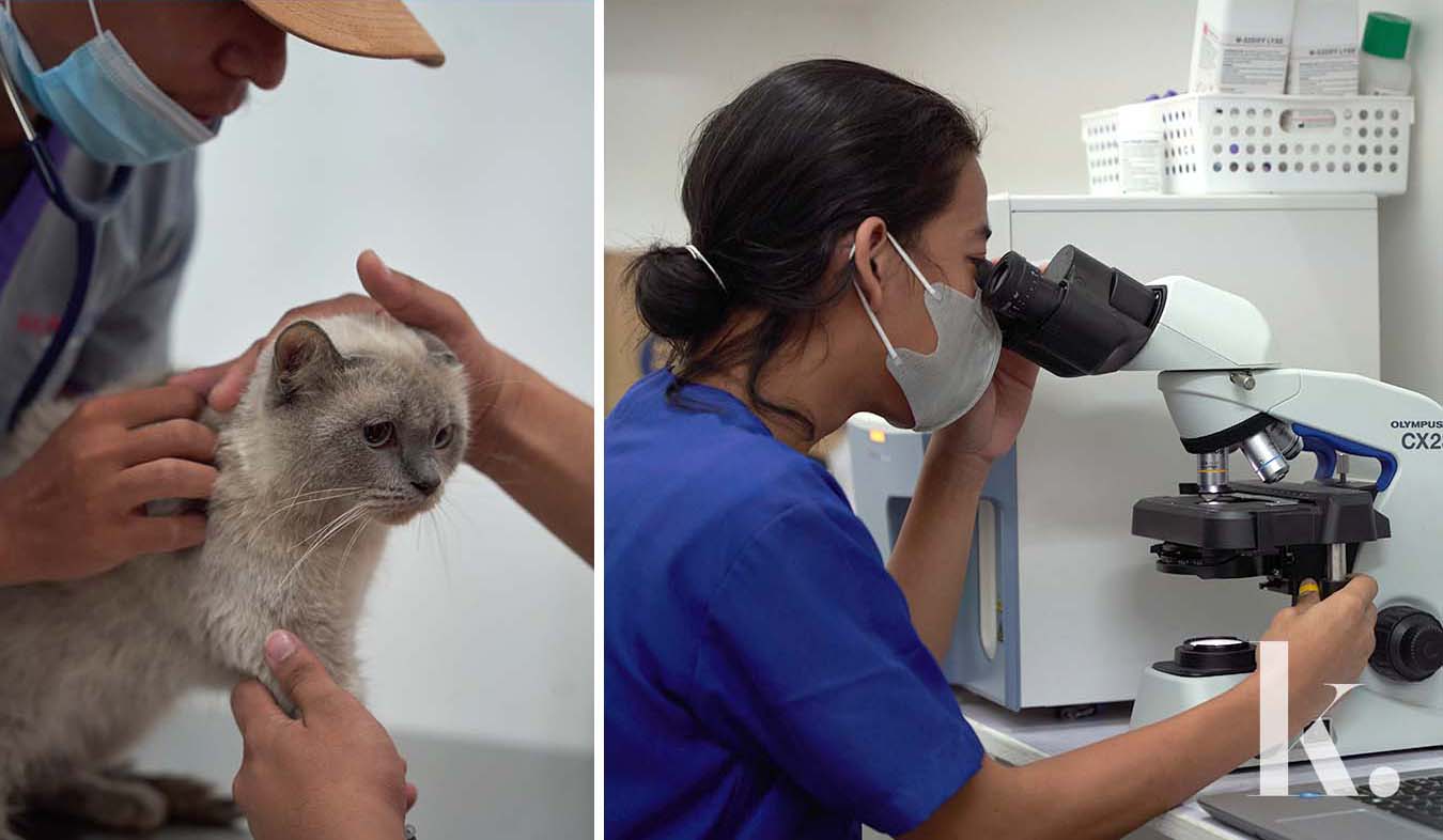 Heads Up, Fur-Parents: There’s A New Vet In Town! | Keeta