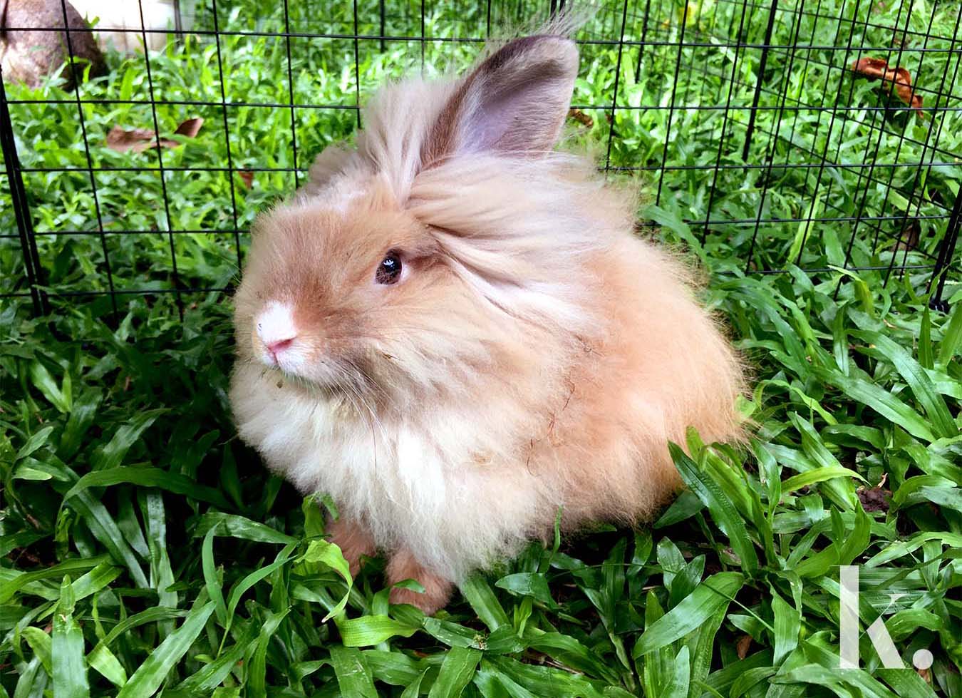 Hopping to Happy: The Joys of Rabbits | Keeta