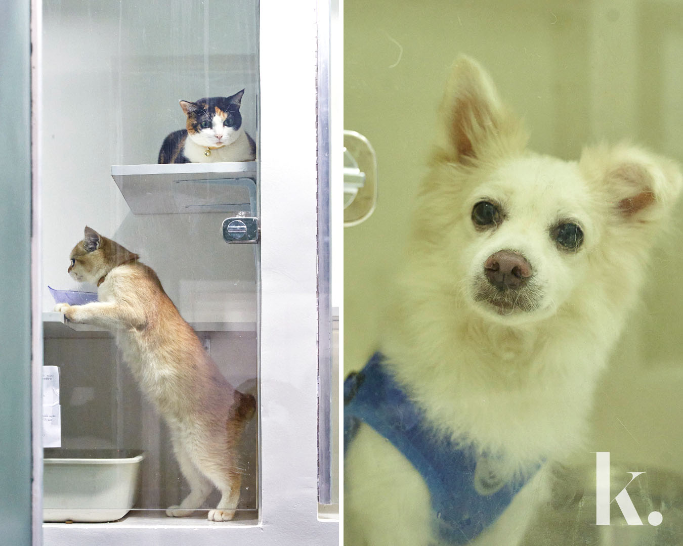Pets Society Is Here For Every Possible Pet Need | Keeta