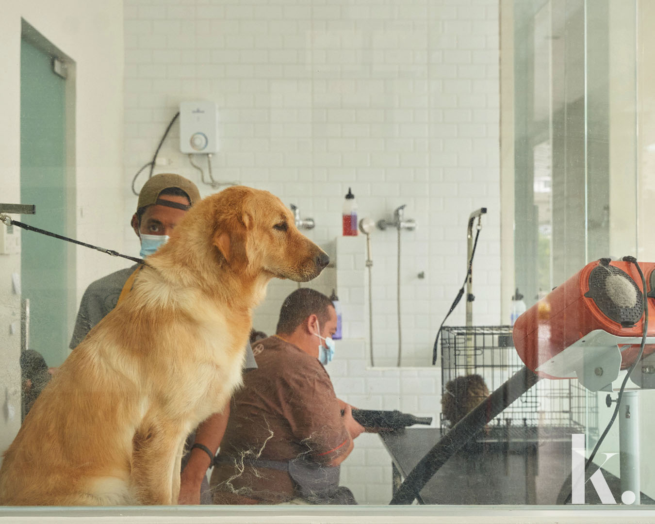 Pets Society Is Here For Every Possible Pet Need | Keeta