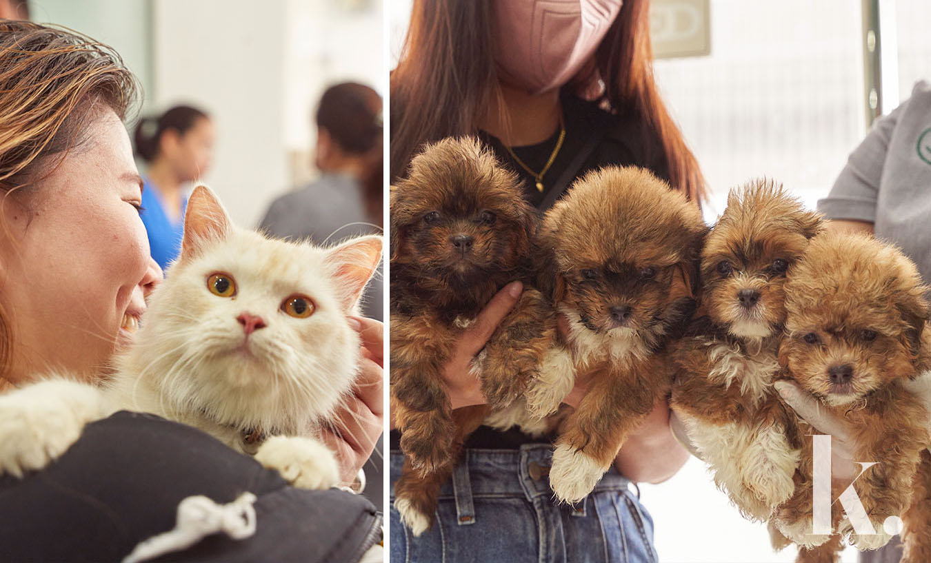Pets Society Is Here For Every Possible Pet Need | Keeta